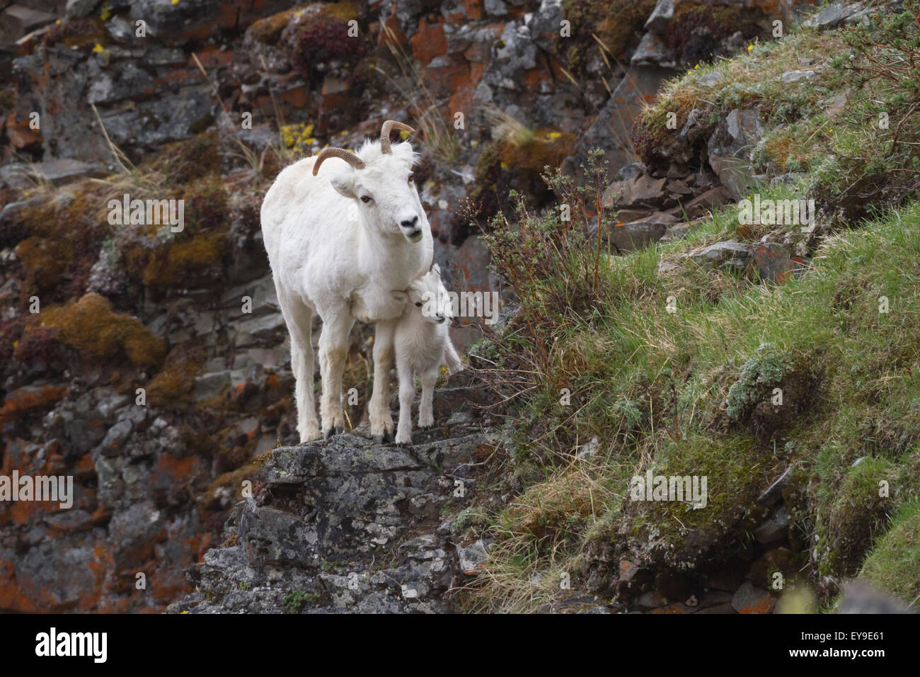 Alaska dall sheep family hi-res stock photography and images - Alamy