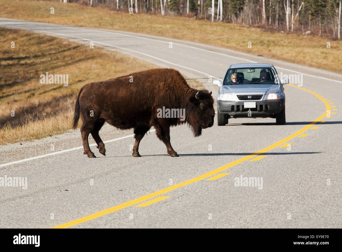 Wood Bison crossing the Alaska Highway in front of a car, British ...