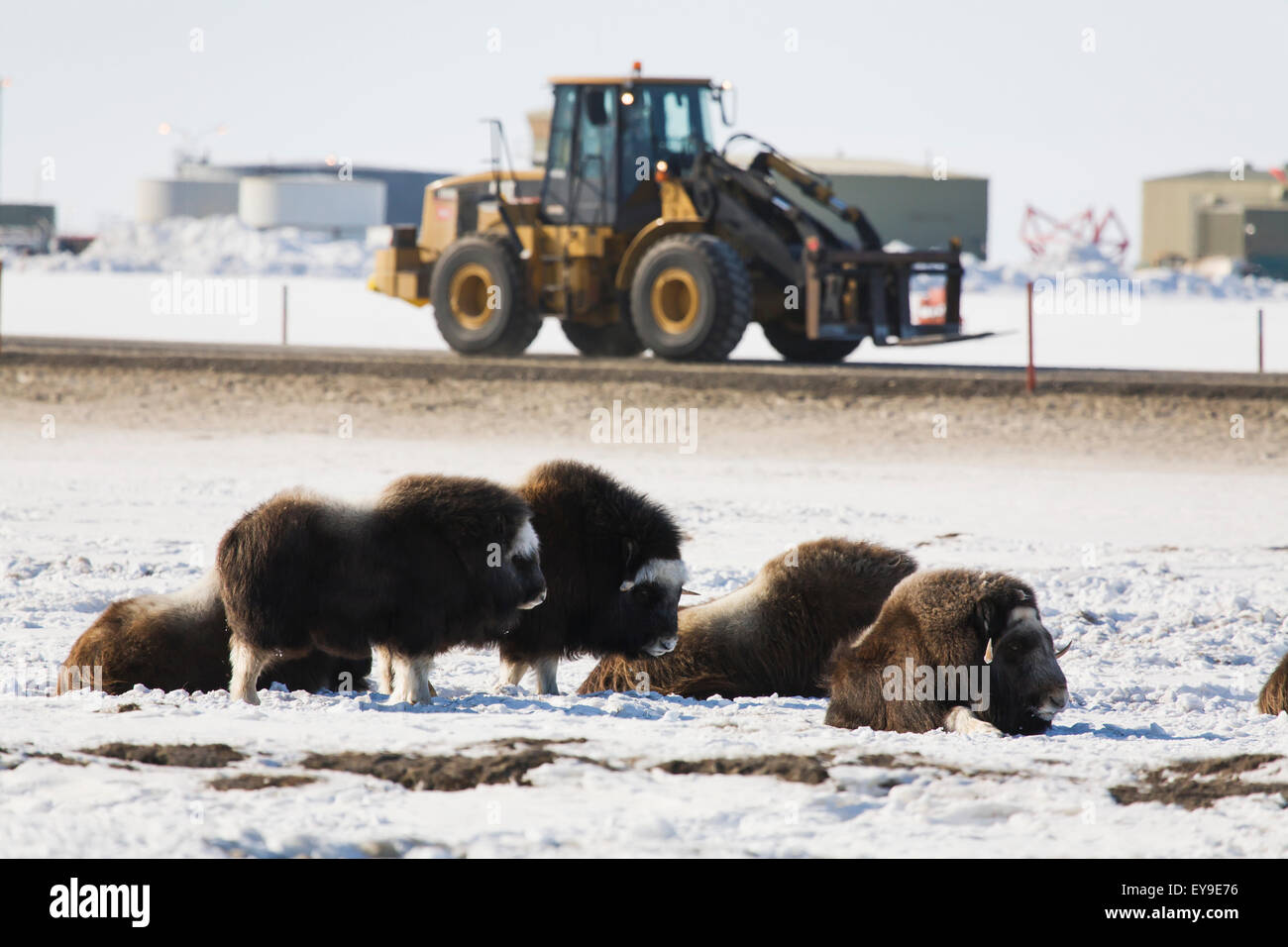 Musk ox lying on the frozen tundra with a loader driving by in the ...