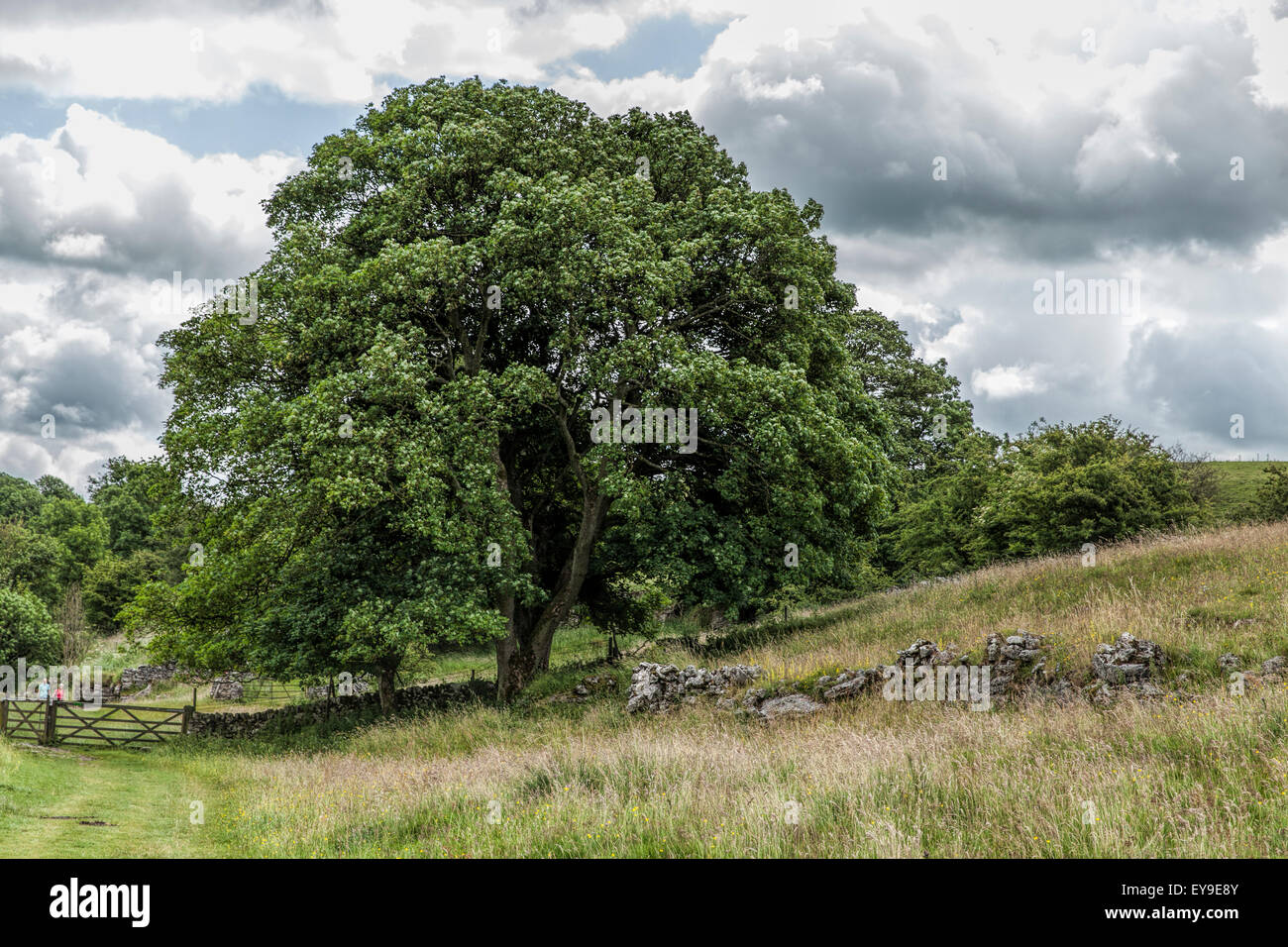 Large tree and stone fence and wooden gate with dramatic sky in the ...