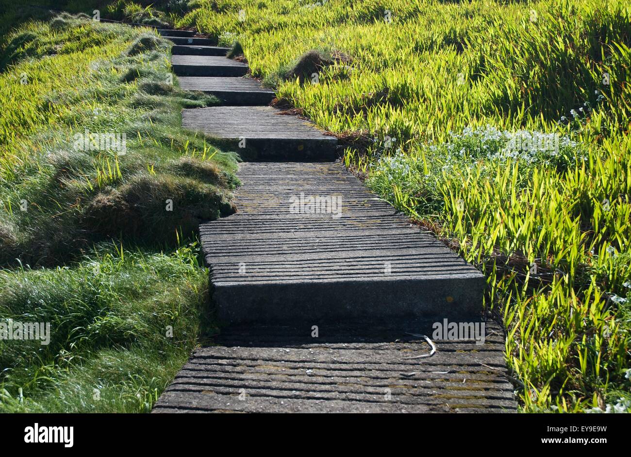 Boardwalk Through Meadow Stock Photo - Alamy
