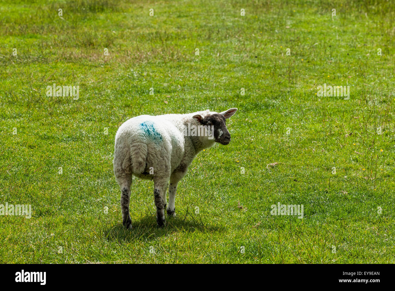 Black faced white sheep with its back to the camera turned around to ...
