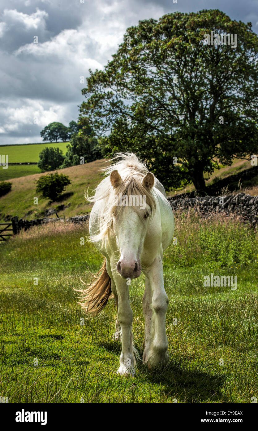 Farm animal peak district hi-res stock photography and images - Alamy
