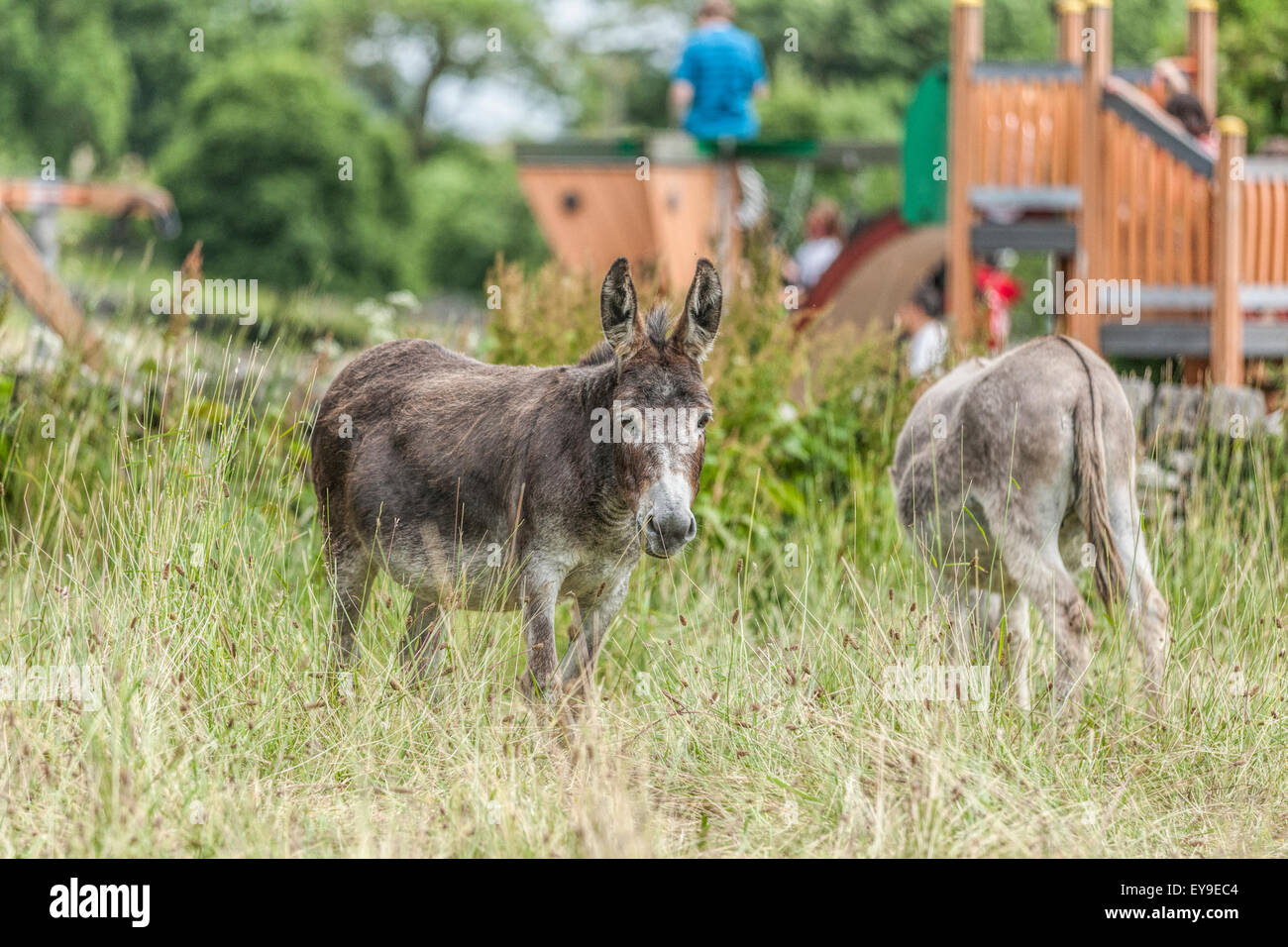 Donkeys head hi-res stock photography and images - Alamy