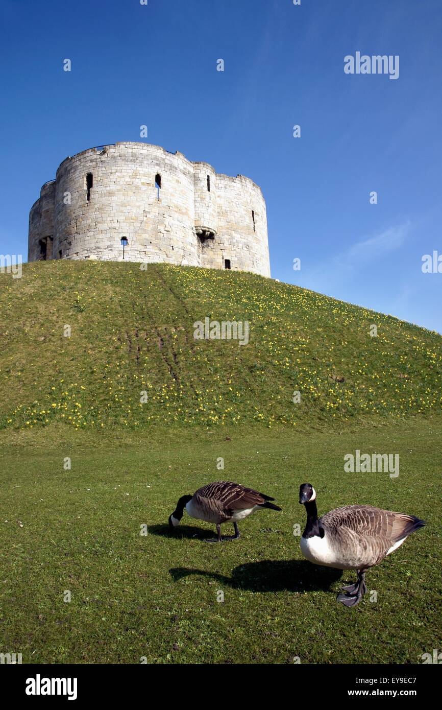 Geese On Grass Near Cliffords Tower In Castle Area Stock Photo - Alamy