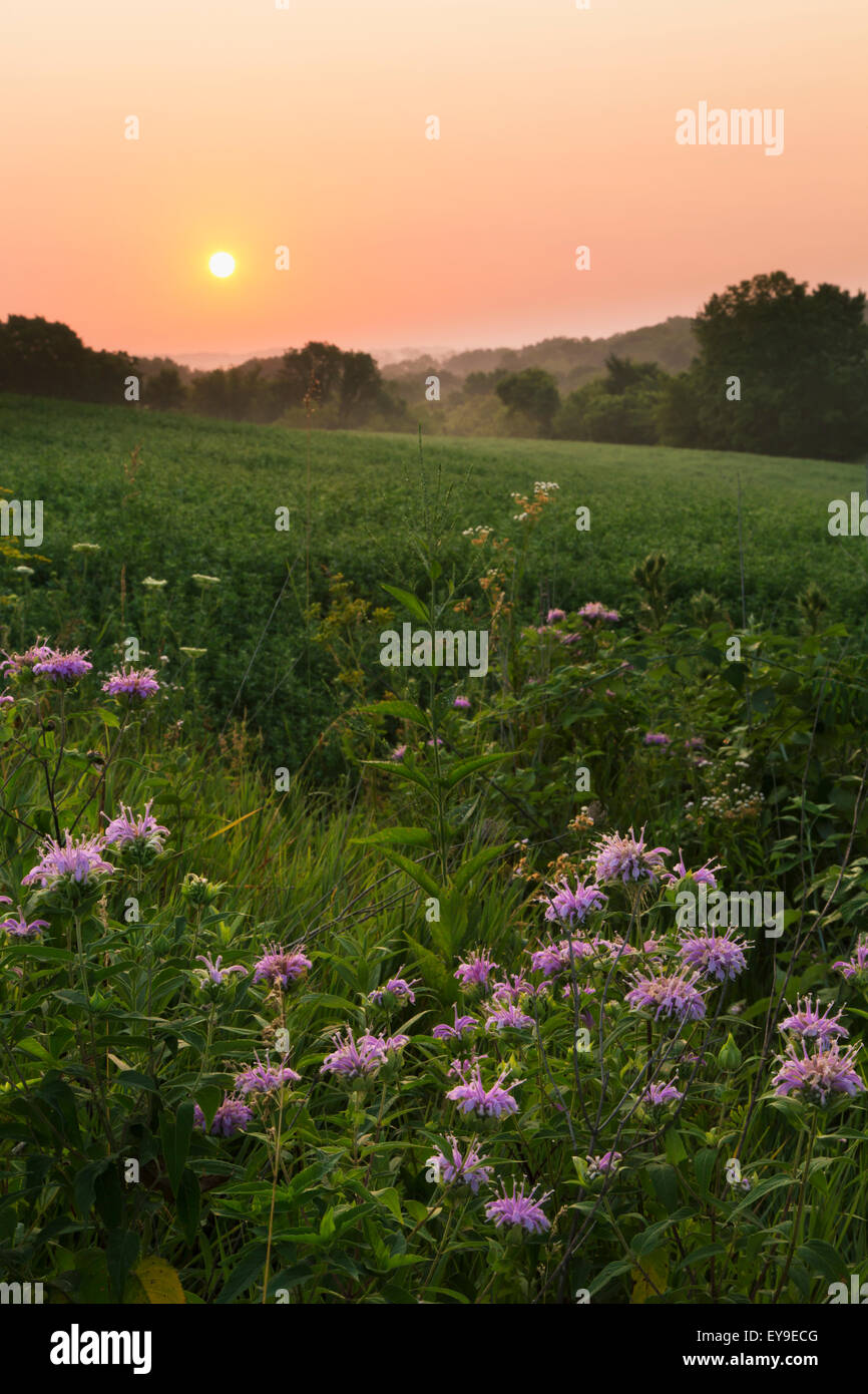 Iowa wildflower hi-res stock photography and images - Alamy