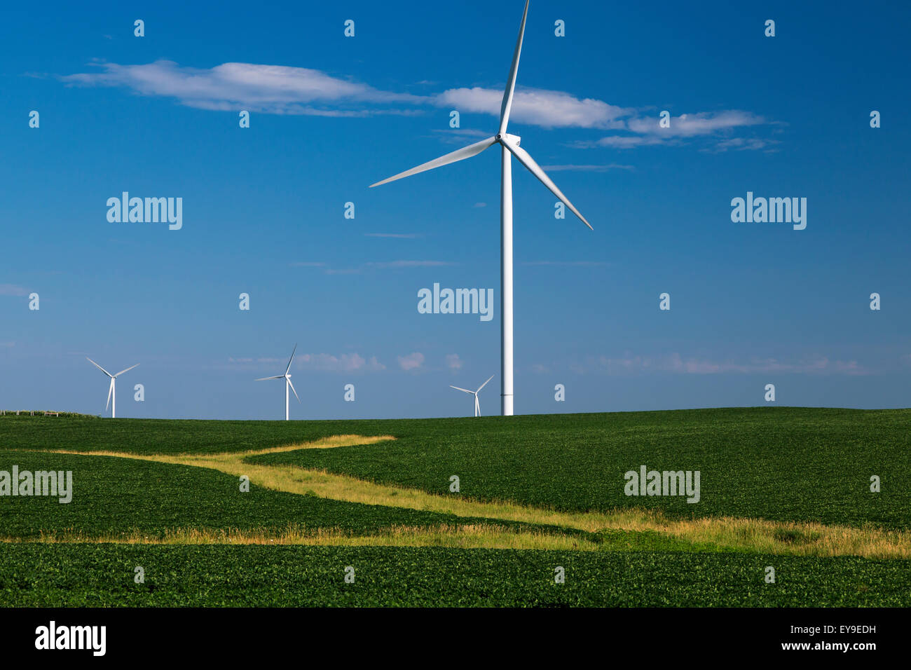 Wind turbines from the Elk Wind Energy Farm and a bean fields, near ...