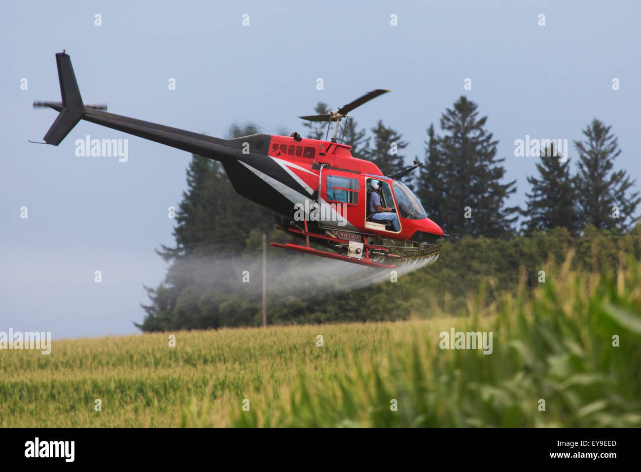 Crop dusting helicopter spraying a corn field; Iowa, United States of ...