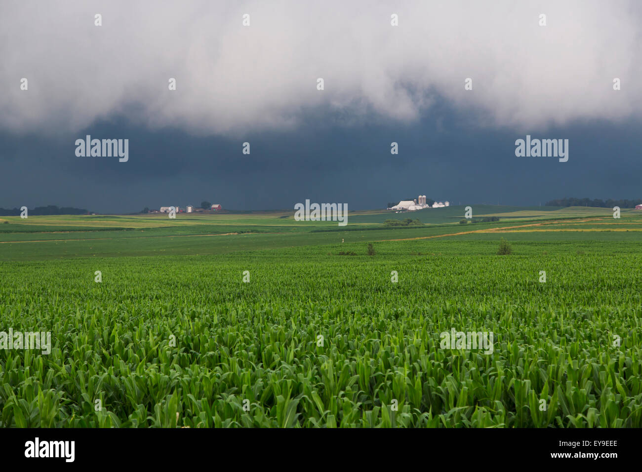 An approaching storm over a corn field near Strawberry Point; Iowa ...