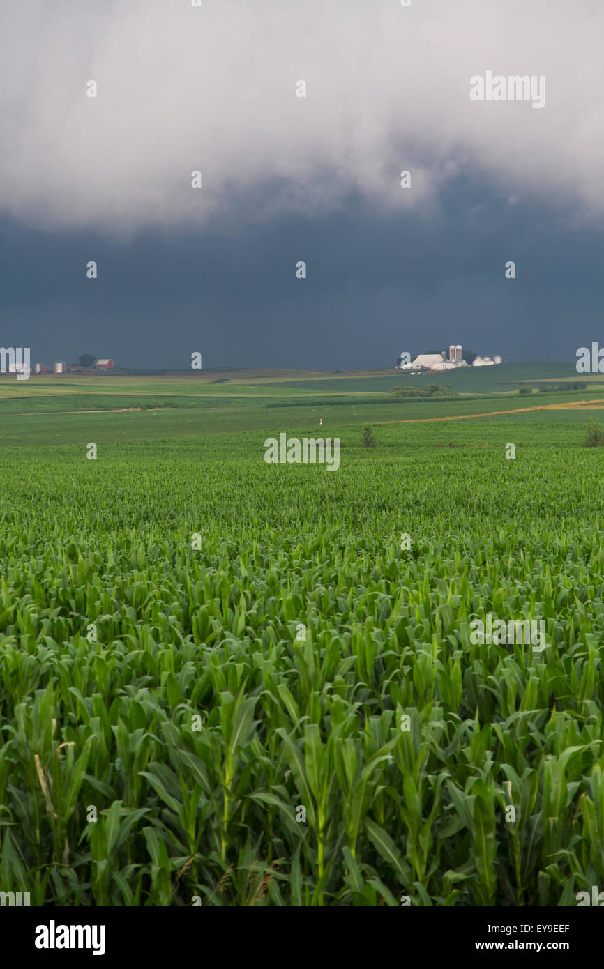 Drought corn image hi-res stock photography and images - Alamy