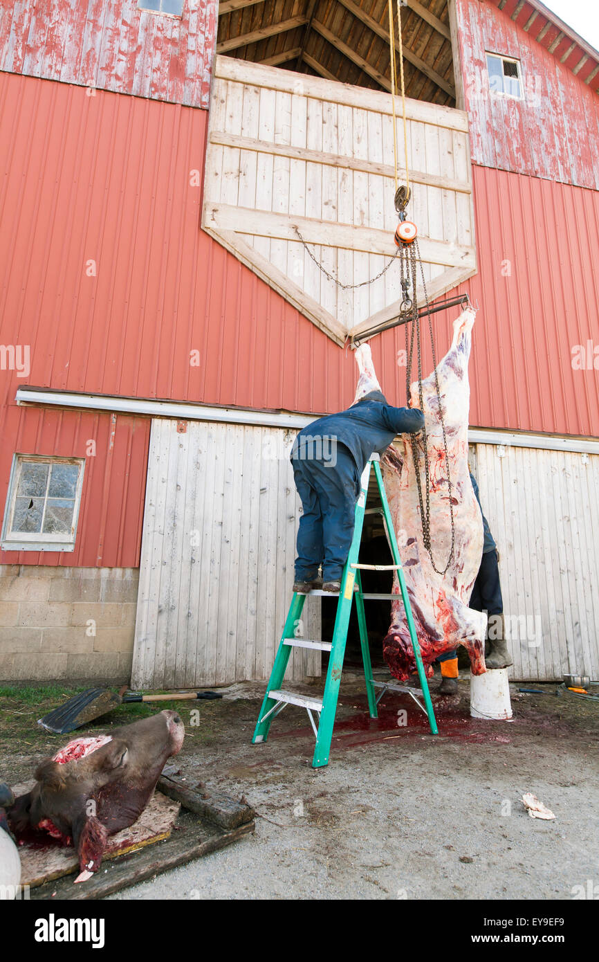 Cow head ladder hi-res stock photography and images - Alamy