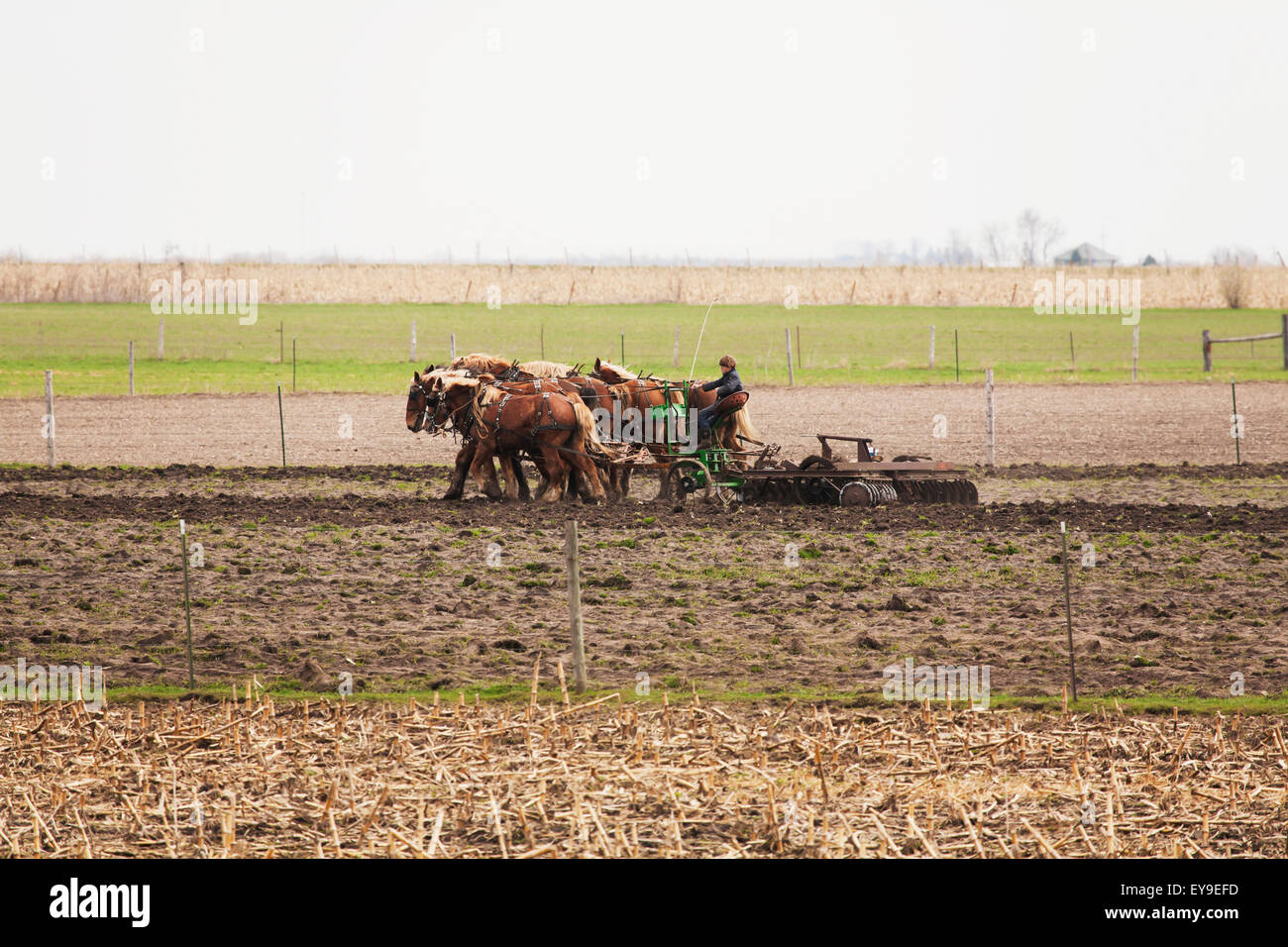 Amish boy plowing a field with horses, near Hazelton; Iowa, United ...