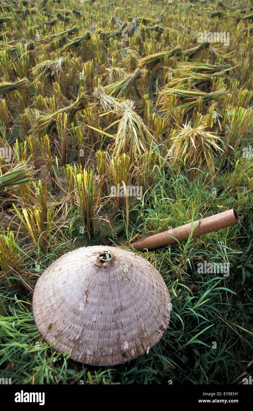 Vietnamese Conical Hat And Rice Cutting Tool In Field Stock Photo - Alamy
