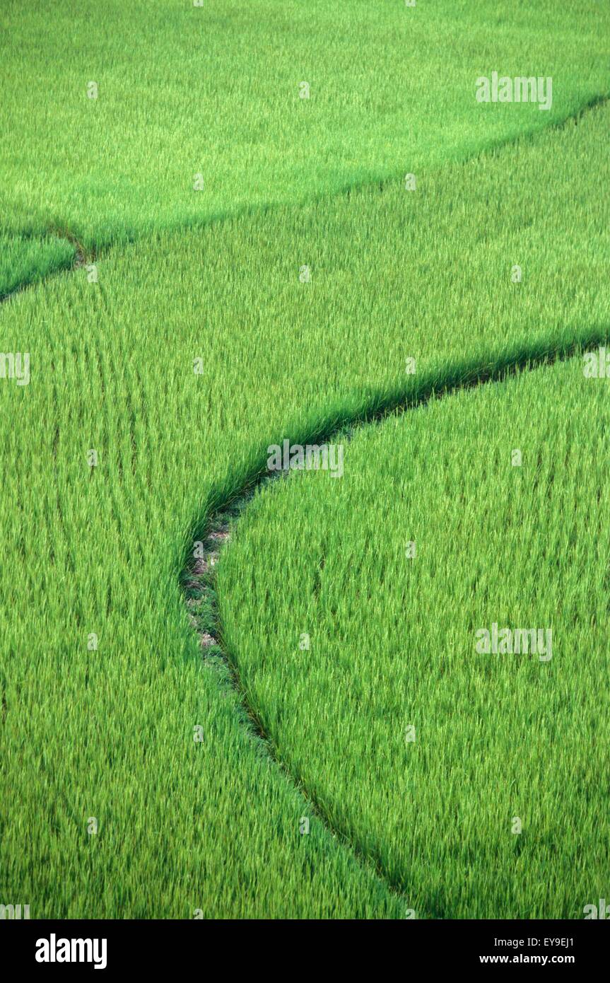 Rice Paddy Field Stock Photo - Alamy
