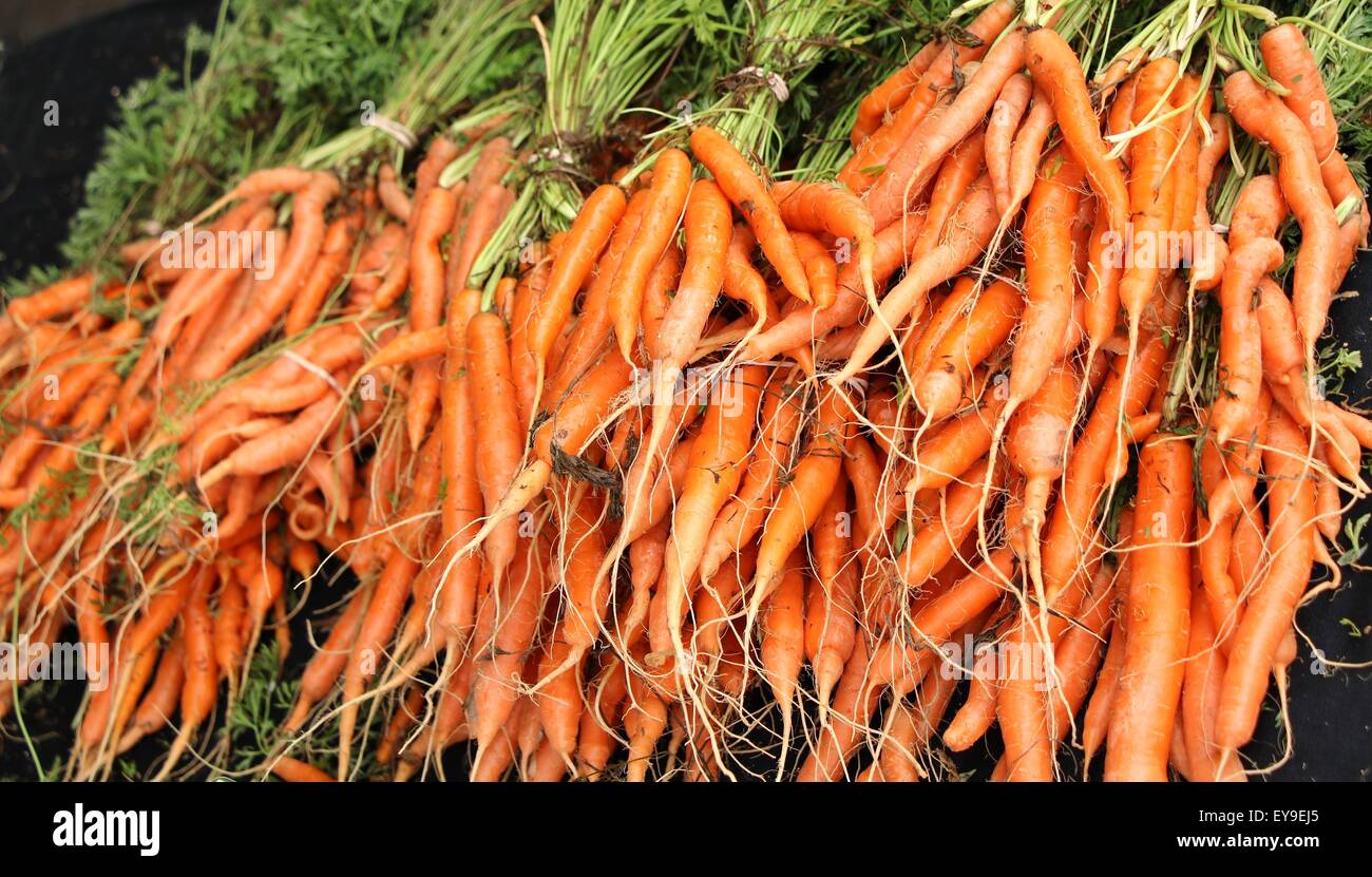 Farmer harvesting carrots hi-res stock photography and images - Alamy