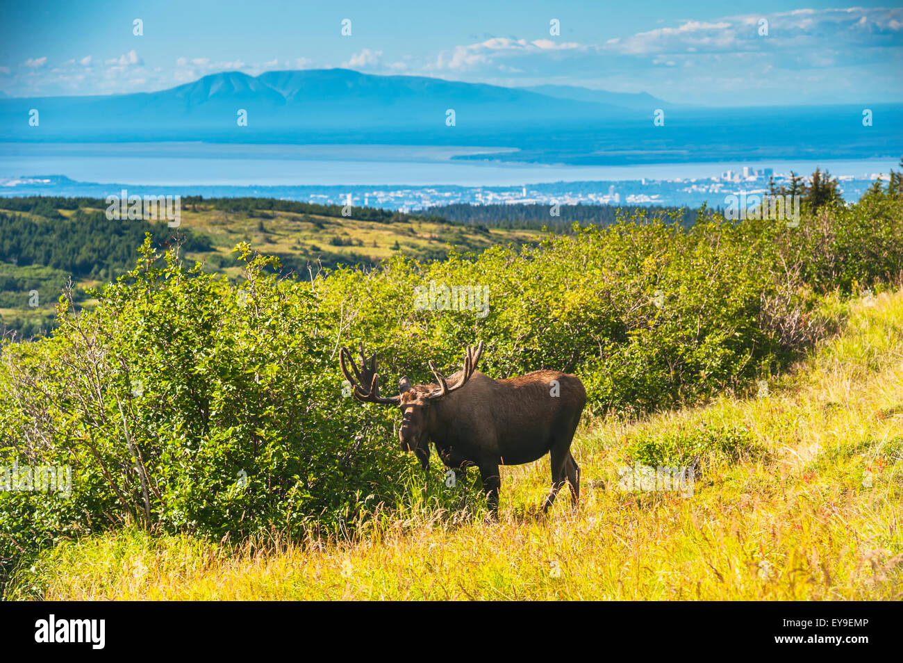 Mooose hi-res stock photography and images - Alamy Mooose hi-res stock photography and images - Alamy