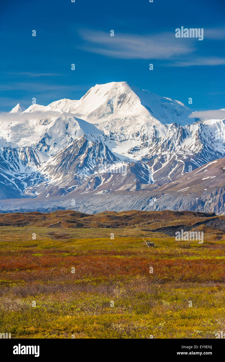 A bull caribou standing on tundra with the Muldrow Glacier and the ...