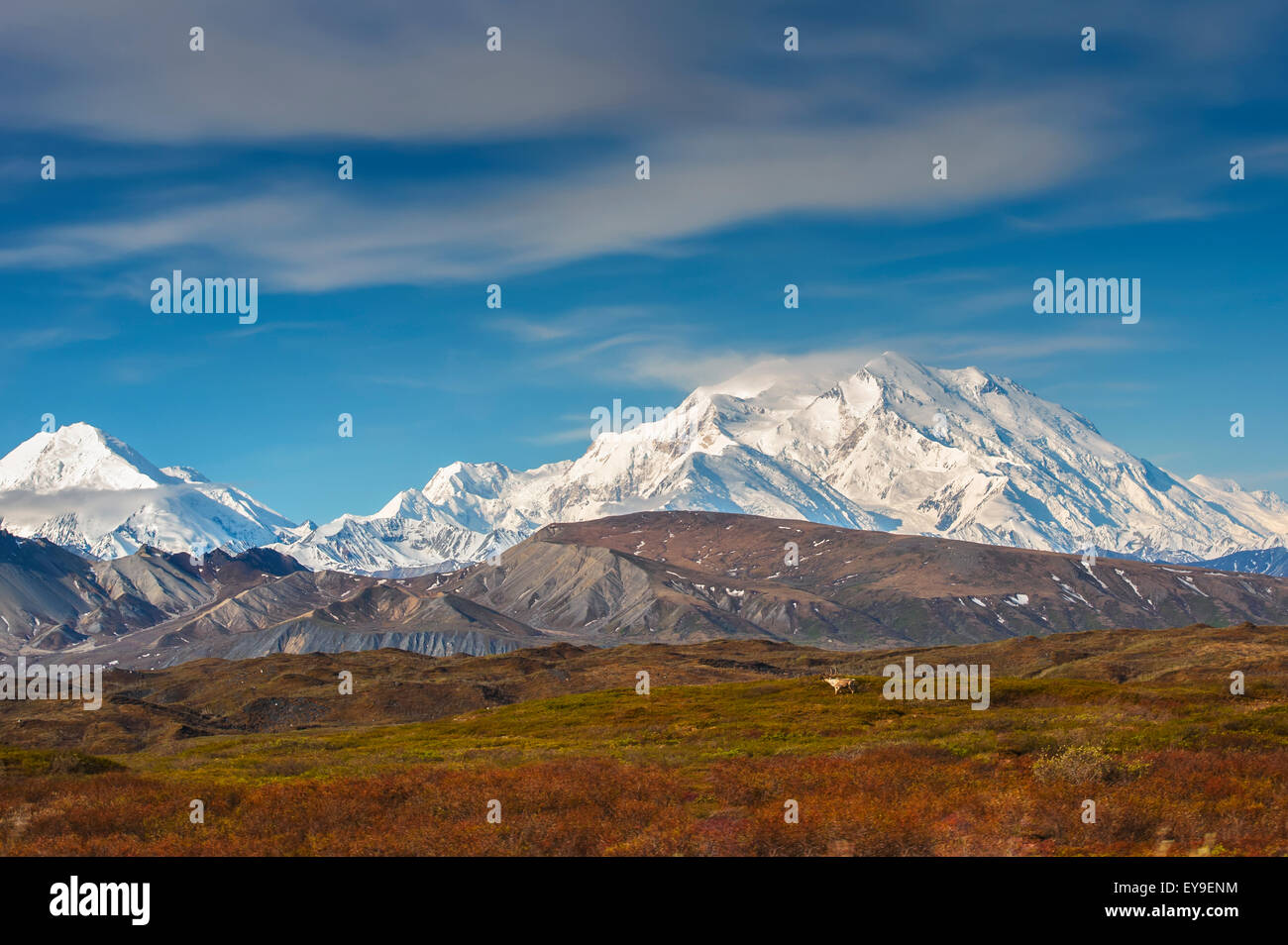 A bull caribou standing on tundra with the Muldrow Glacier and Mt ...