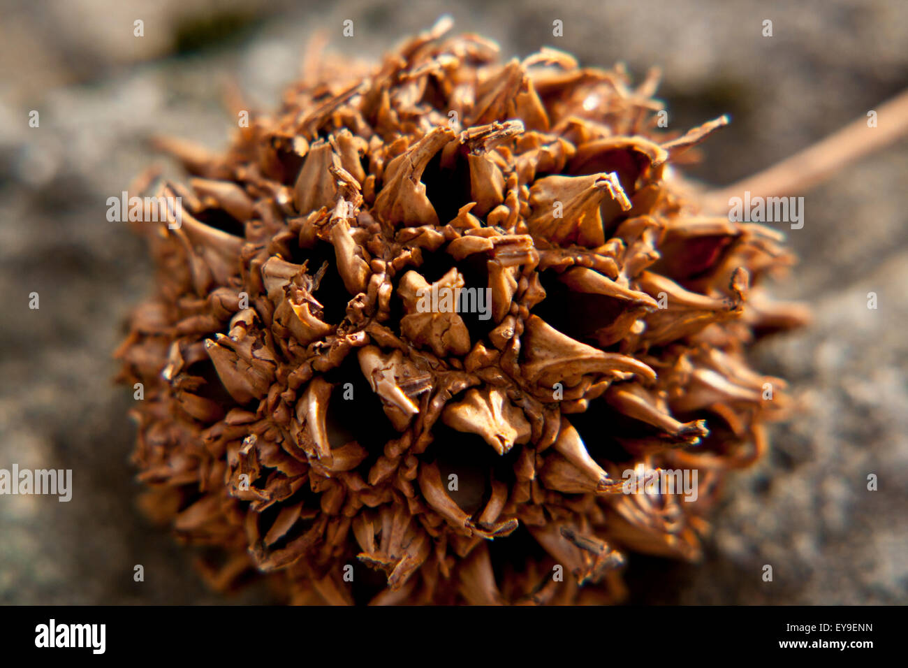 This seed pod was laying on the ground, a discarded shell now that the ...