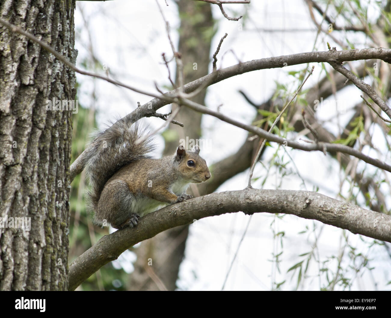Squirrel in tree Stock Photo - Alamy