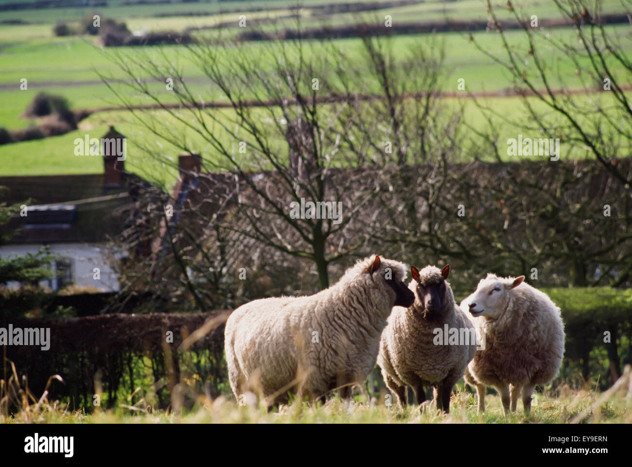 Three Sheep In A Field With Stone Houses And Pastures In The Background ...