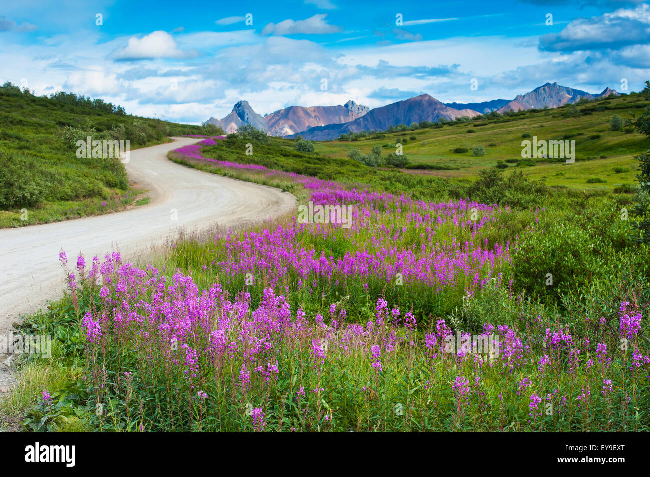 Fireweed line the park road at Sable Pass in Denali National Park ...