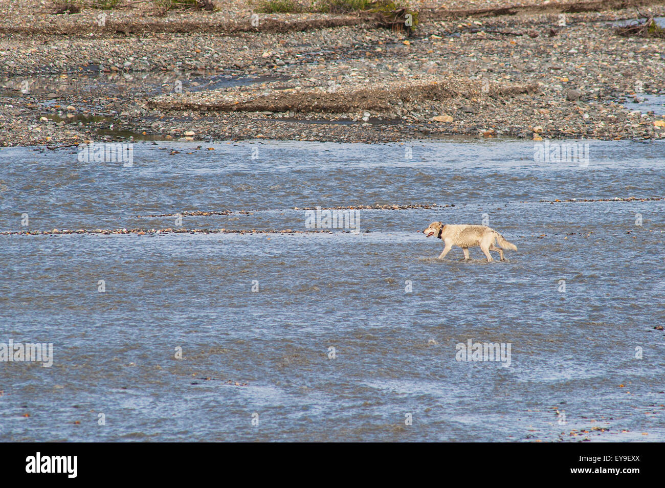 A radio collard wolf wades across the West Fork River in Denali ...