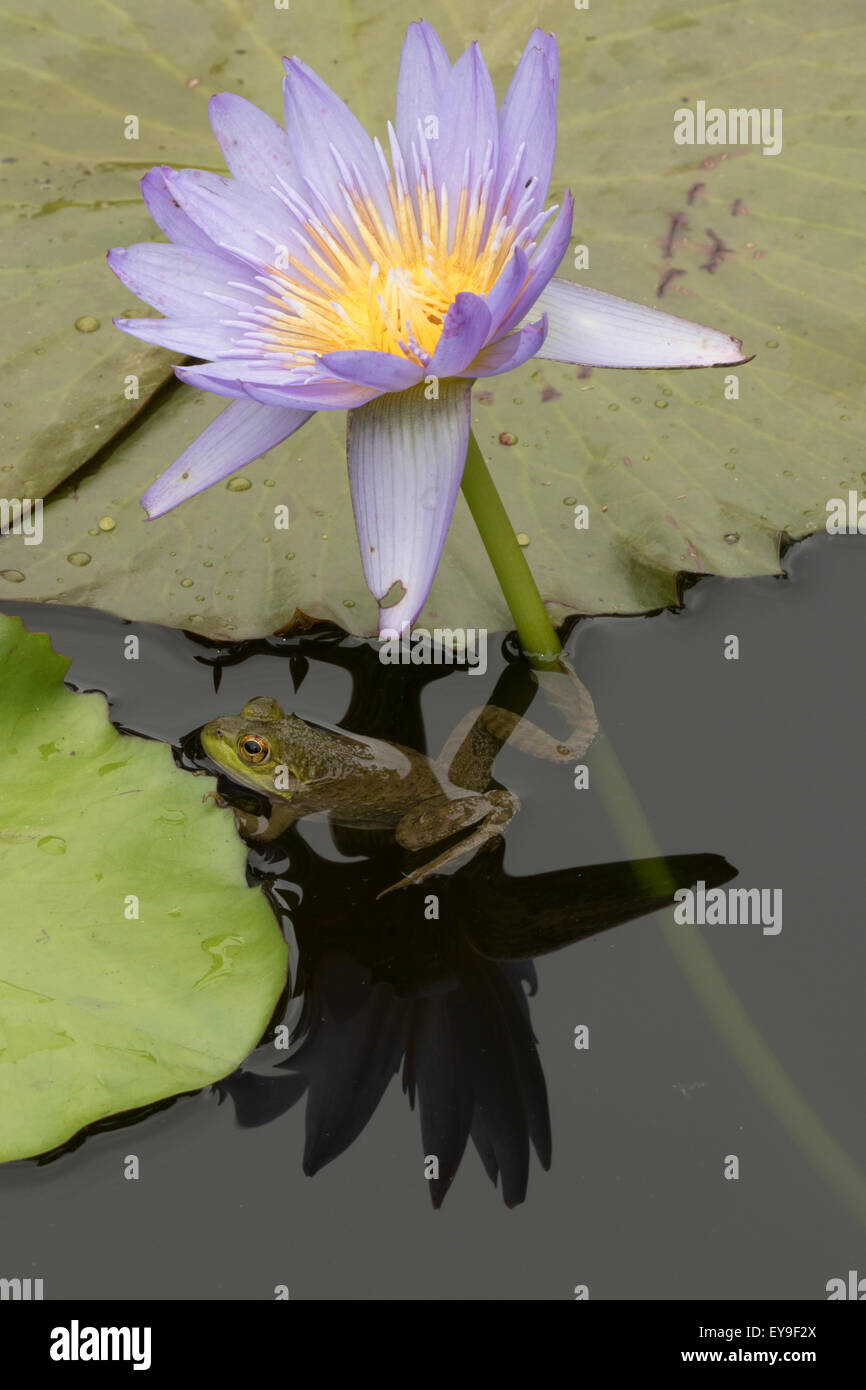American bullfrog jumping hi-res stock photography and images - Alamy