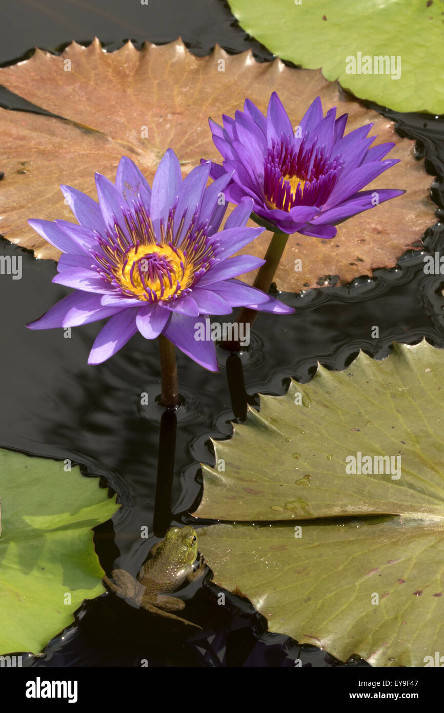 American bullfrog jumping hi-res stock photography and images - Alamy