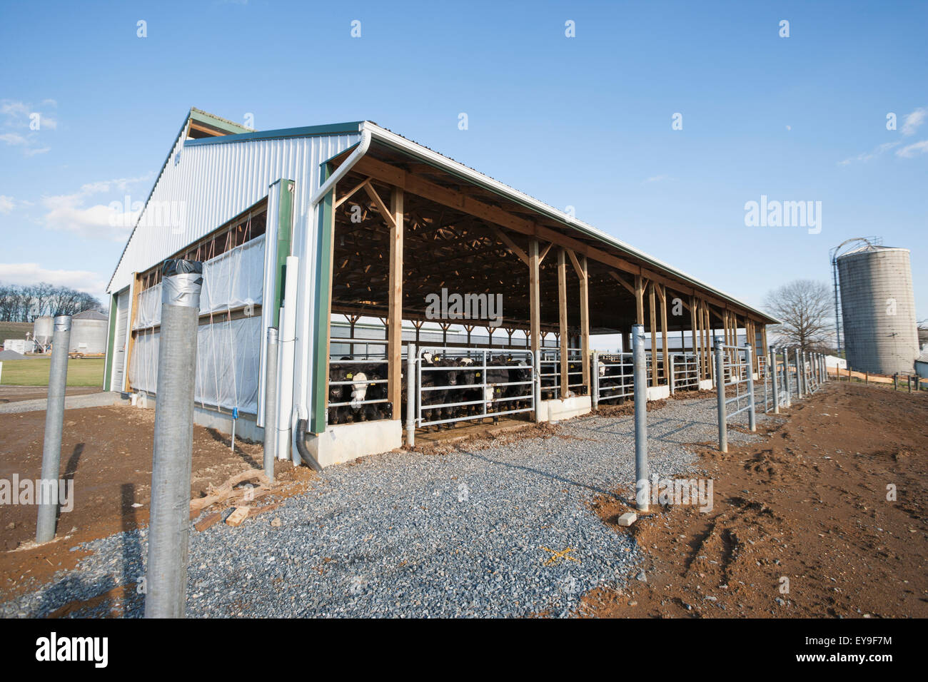 Beef heifers in a new barn; Lancaster, Pennsylvania, United States of ...