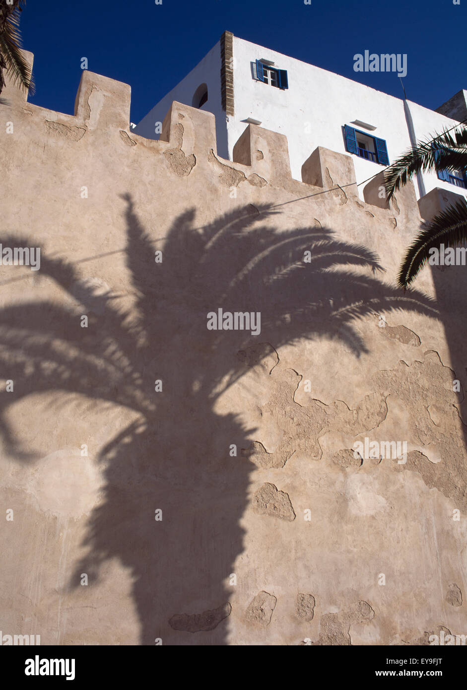 Shadow Of Tree Against Wall Stock Photo - Alamy