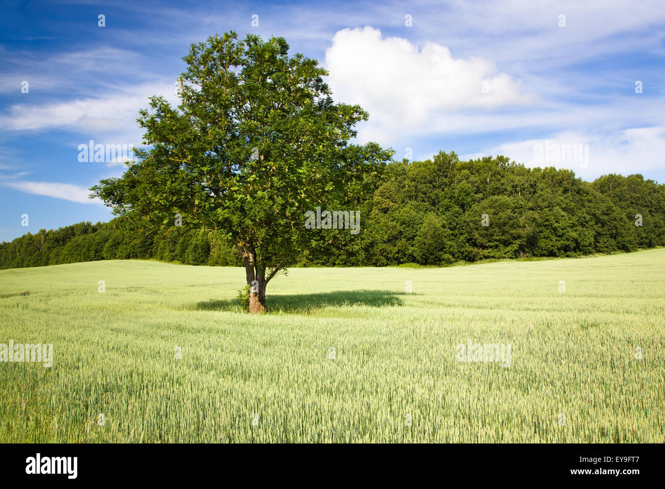 tree in summer Stock Photo - Alamy