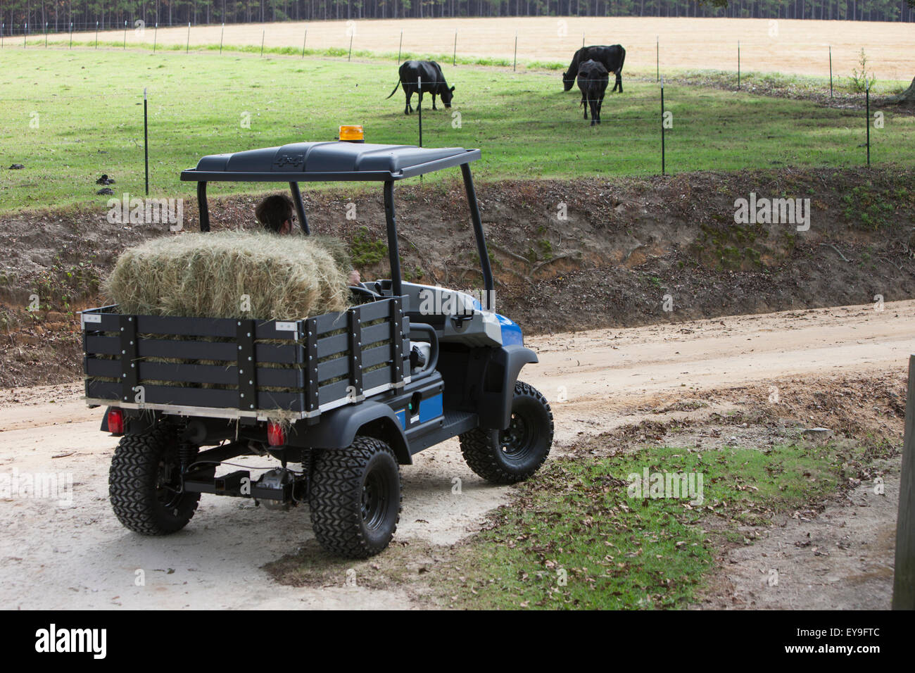 Farmer delivering hay to beef cattle with utility vehicle; Hahira ...