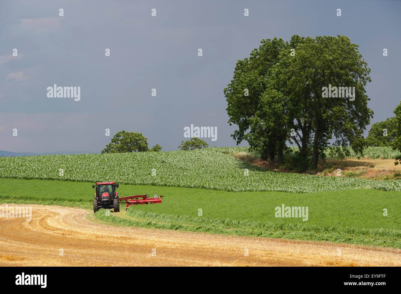 Case IH Tractor with DC132 Disc Mower cutting Alfalfa; Strasburg ...
