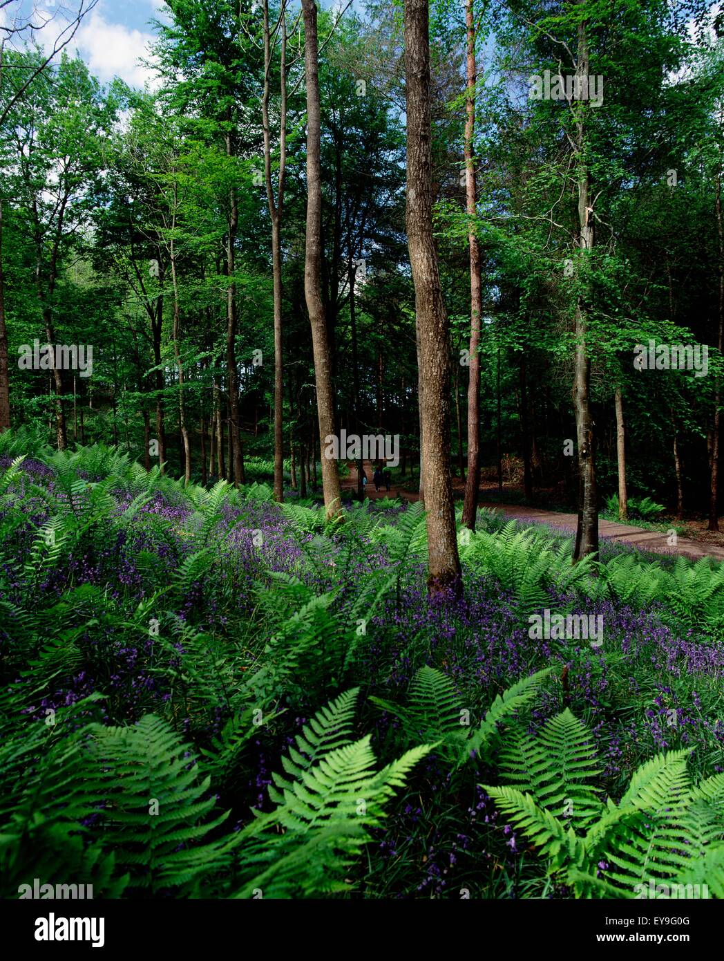 Trees In A Forest Stock Photo - Alamy