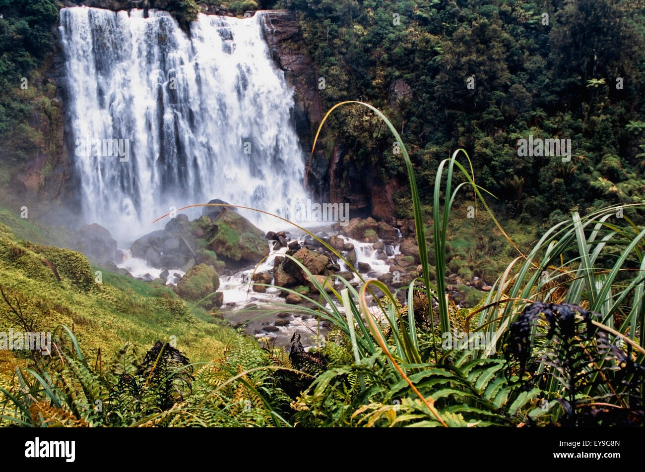 Pirongia Forest Waterfall Stock Photo - Alamy
