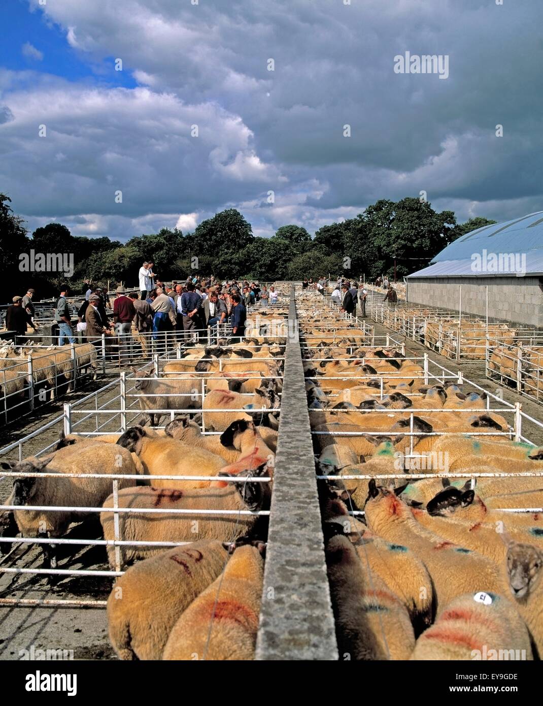 Borris carlow hi-res stock photography and images - Alamy