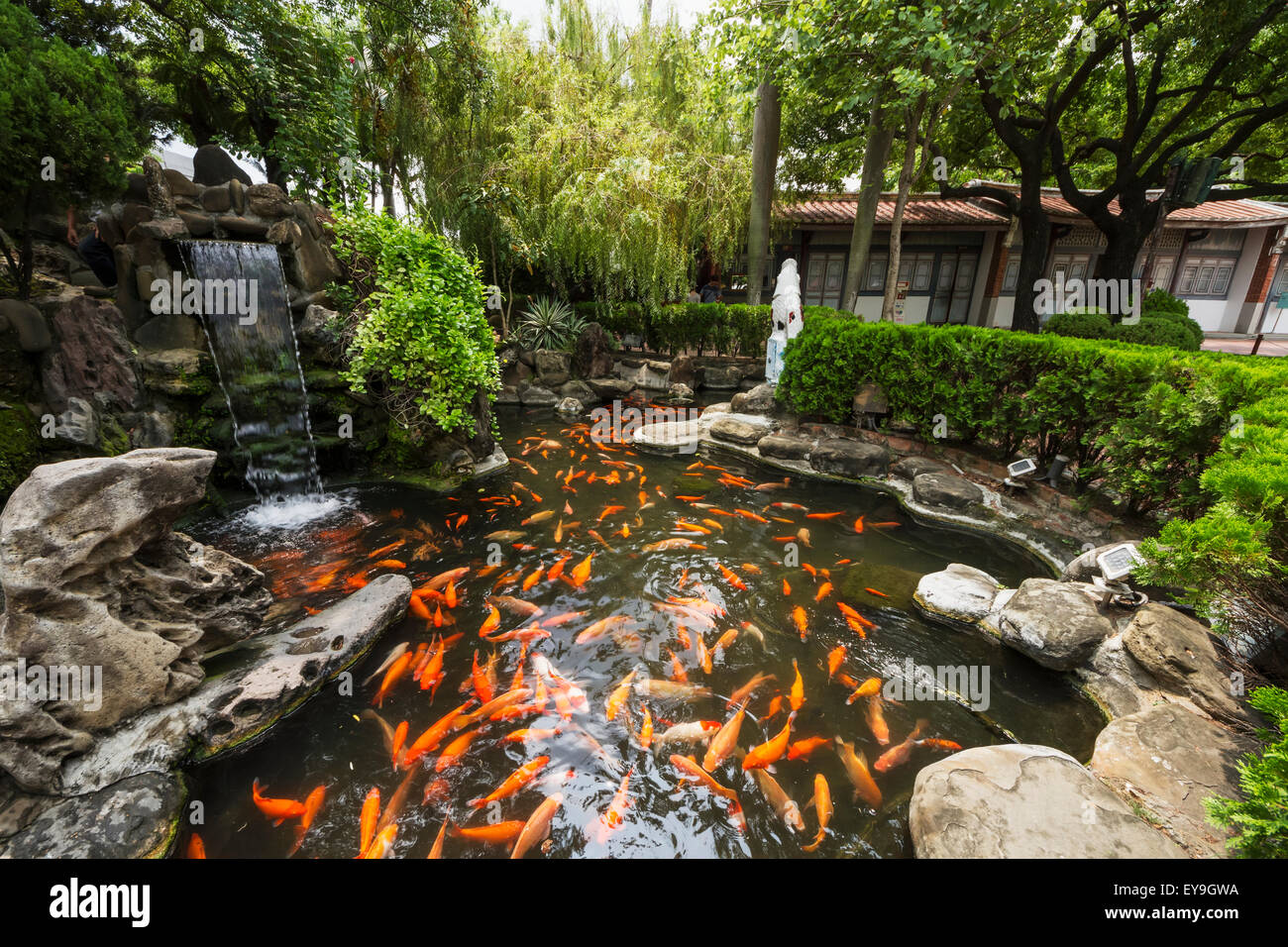 Koi in the moat around Chihkan Tower (Fort Provintia); Tainan, Taiwan ...