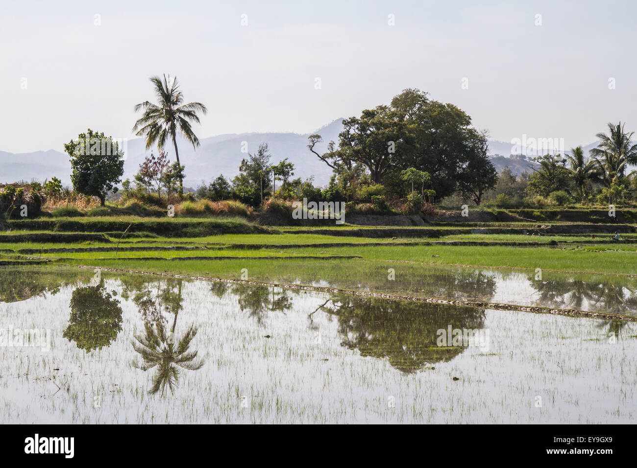 Rice field, near Manatuto; East Timor Stock Photo - Alamy