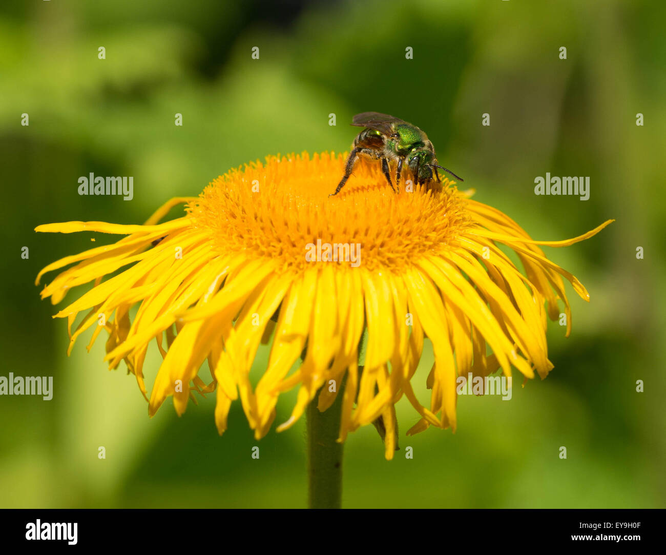 Green metallic bee hi-res stock photography and images - Alamy