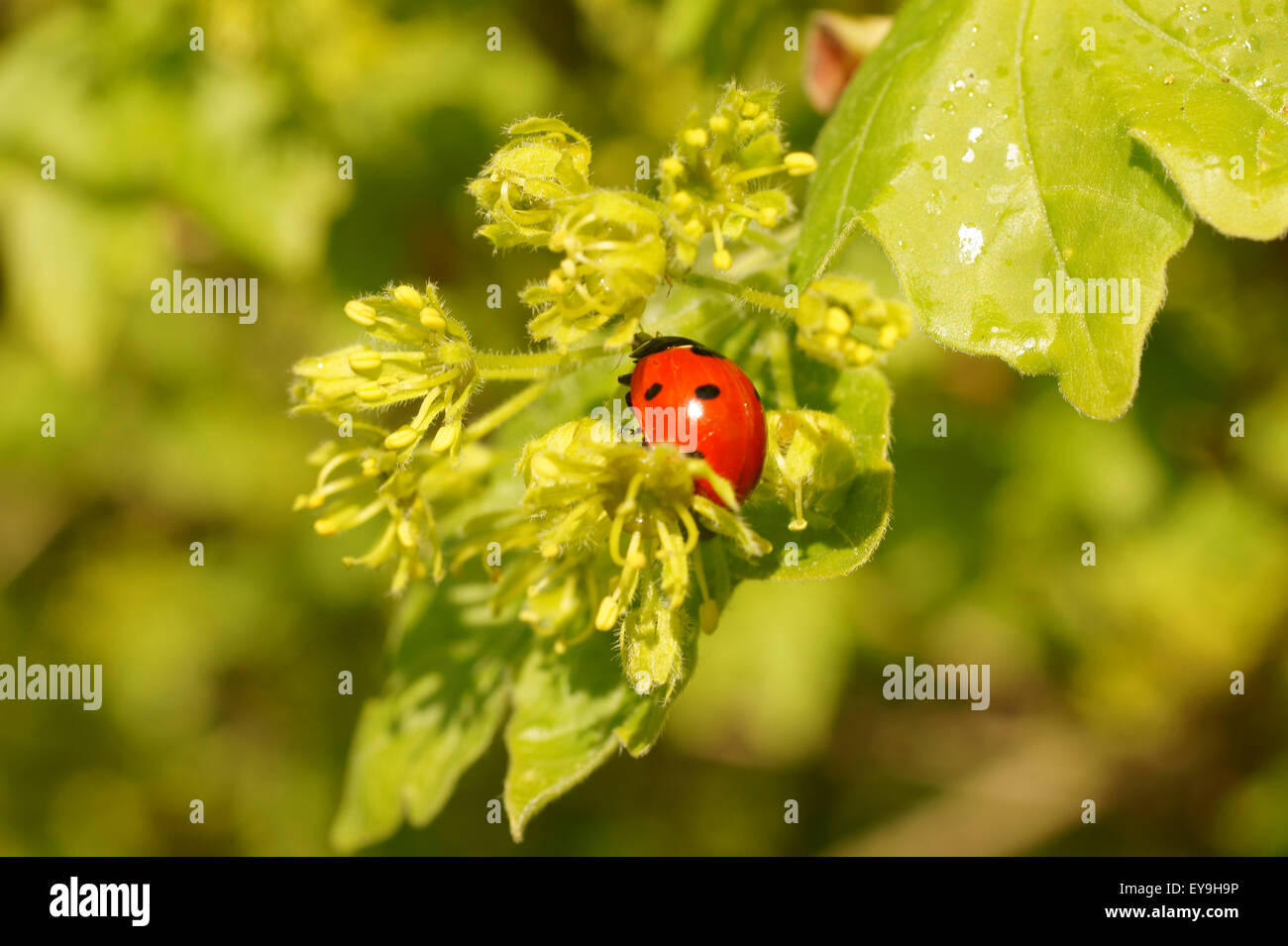 Ladybug on fresh green Stock Photo - Alamy