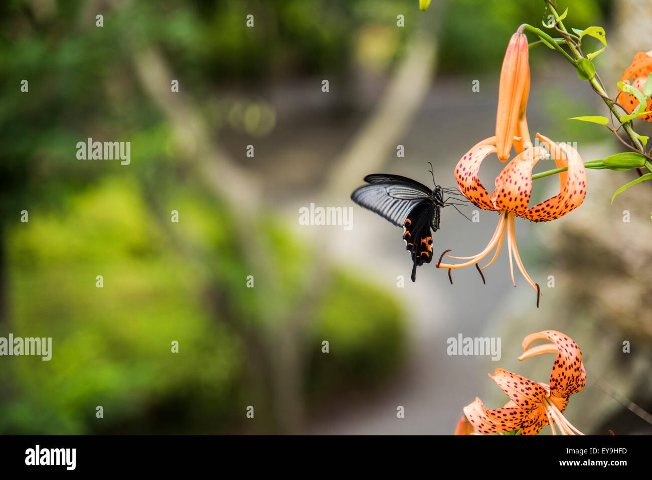 Hamamatsu Castle Park,Hamamatsu City,Shizuoka Prefecture,Japan Stock ...