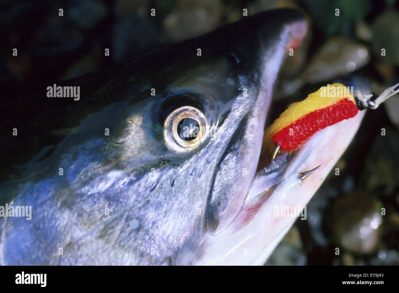 Red Salmon W/ Lure In Mouth Prince William Sound Sc Ak Portrait Stock ...