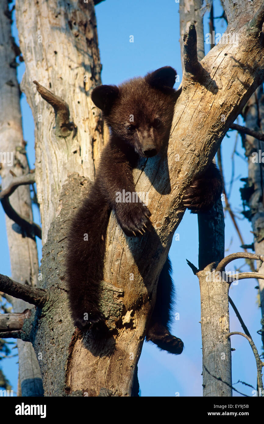 Portrait of Black Bear Cub in Tree Minnesota Stock Photo - Alamy