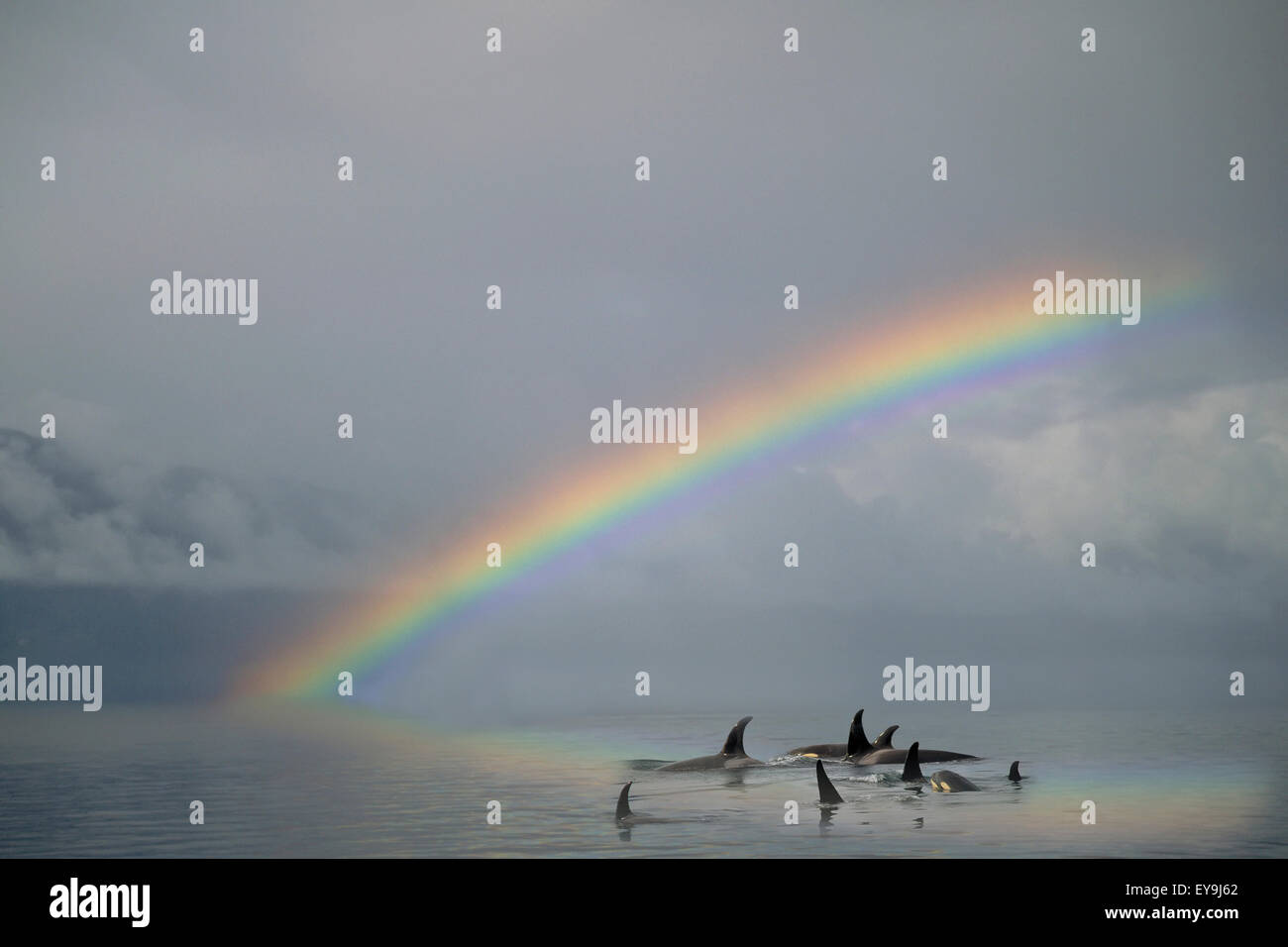 Orca killer whale rainbow in hi-res stock photography and images - Alamy