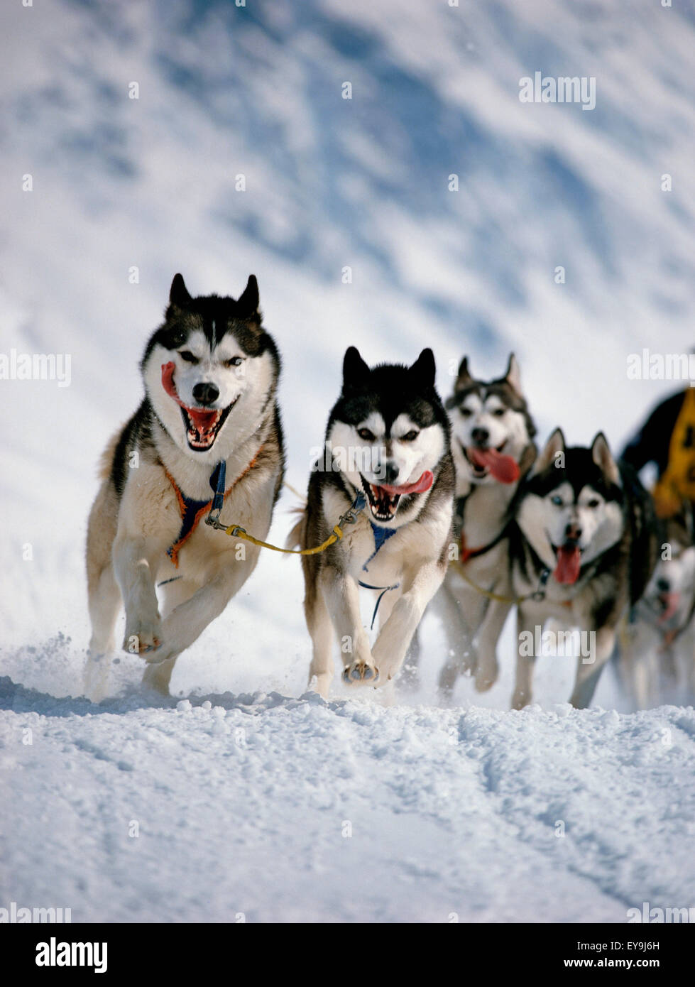 Siberian Husky Sled Dog Team Turning Corner In Race Stock Photo - Alamy