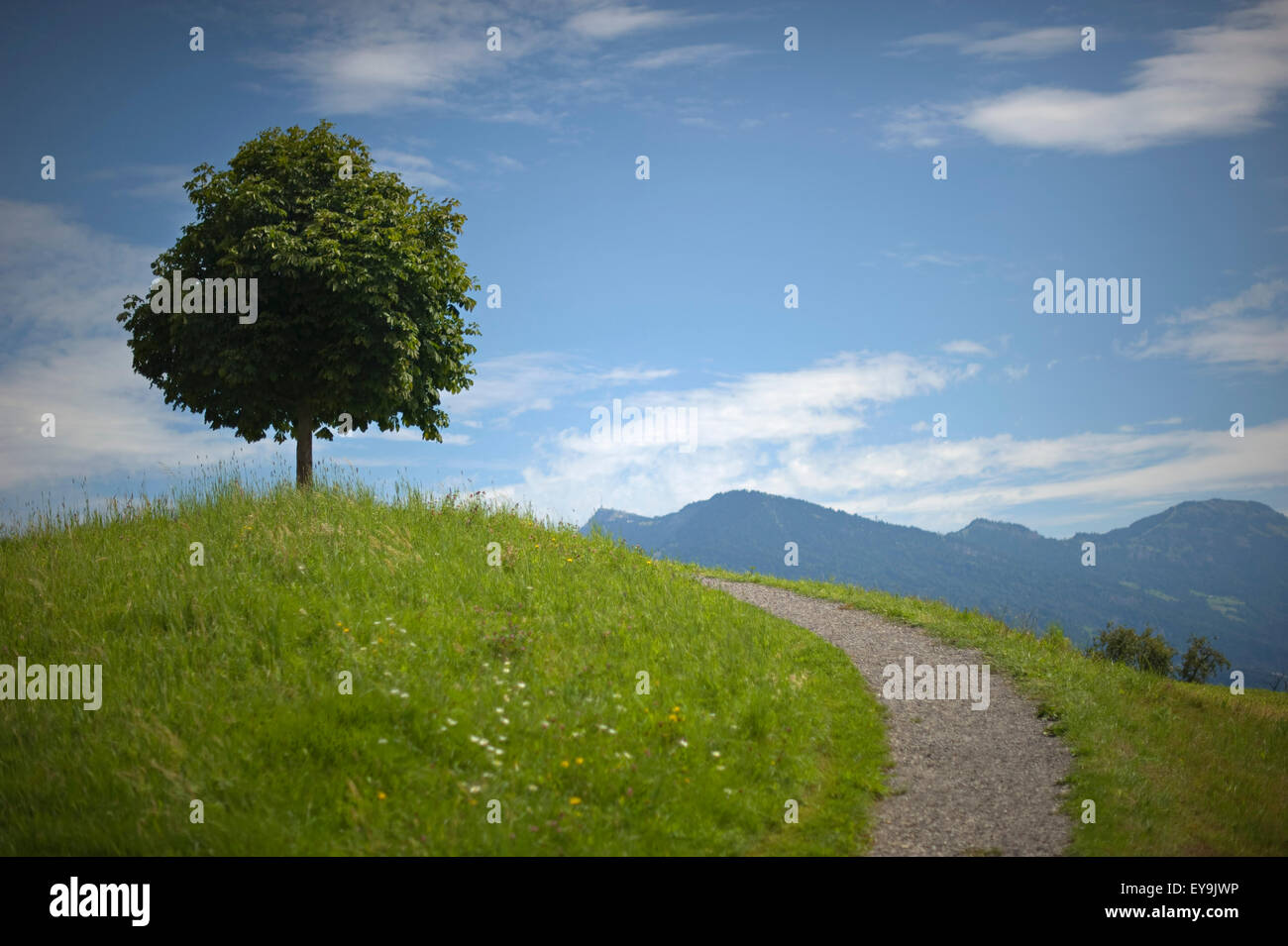 Tree along path with Swiss Alps; Lucerne, Switzerland Stock Photo - Alamy