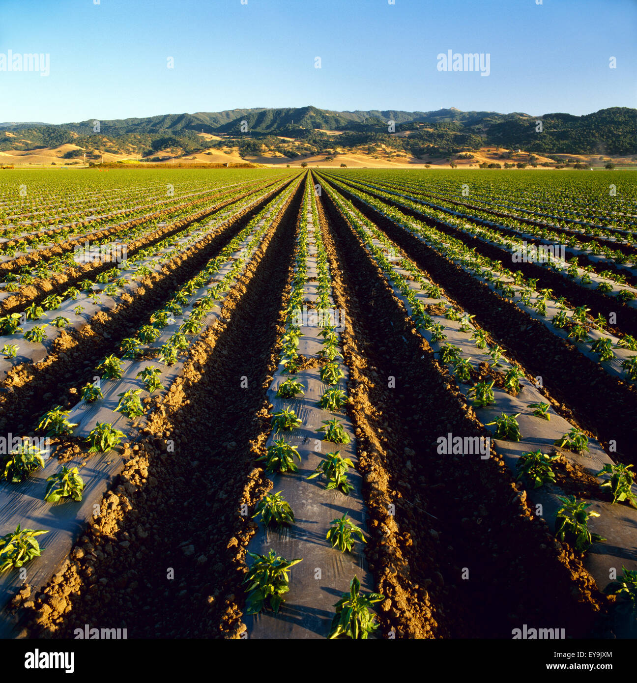 Plastic mulch fields hi-res stock photography and images - Alamy