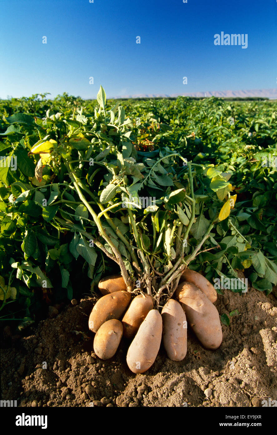 Gary vines hi-res stock photography and images - Alamy