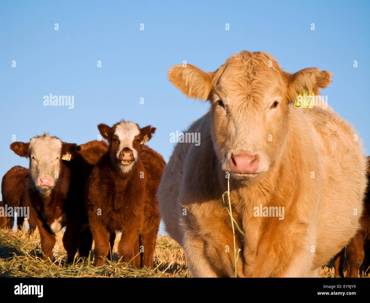 Livestock - Charolais-cross beef cow with mixed breed cows in the ...